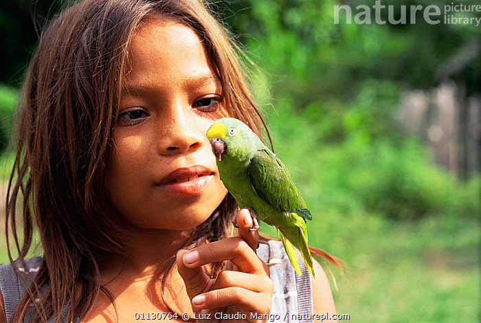 Stock photo of Girl with pet Tui parakeet {Brotogeris sanctithomae ...