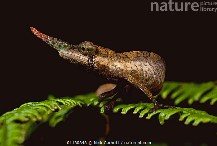 Stock photo of Male Lance nosed chameleon {Calumma gallus} Madagascar ...