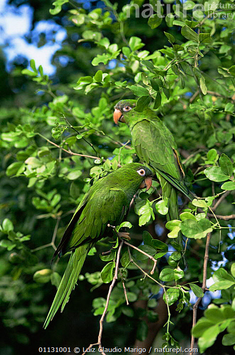 Stock photo of Blue crowned parakeet / conure {Aratinga acuticaudata ...