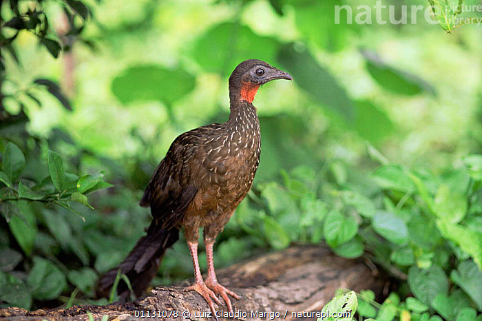 Stock photo of Spix's guan {Penelope jacquacu} River Negro, Amazonas ...