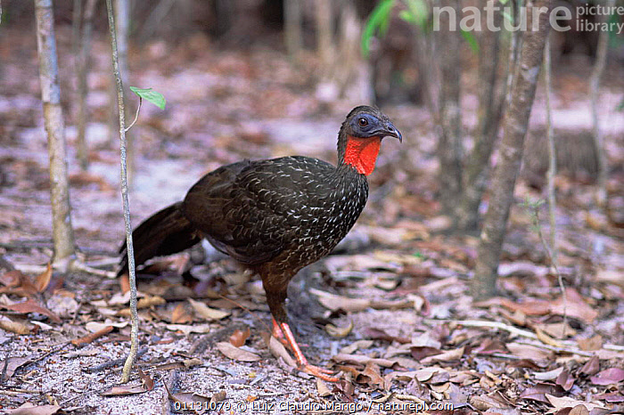 Stock photo of Spix's guan {Penelope jacquacu} River Negro, Amazonas ...