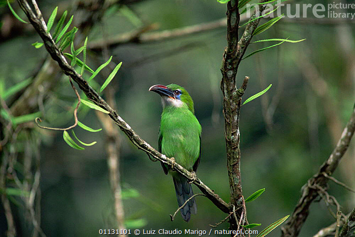 Stock photo of Groove billed toucanet {Aulacorhynchus sulcatus} Henri ...
