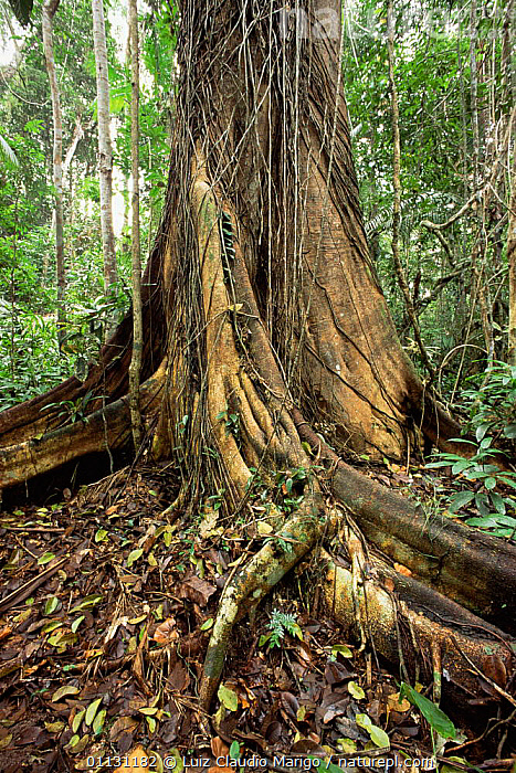 Stock photo of Strangler fig tree roots {Ficus americana guianensis ...