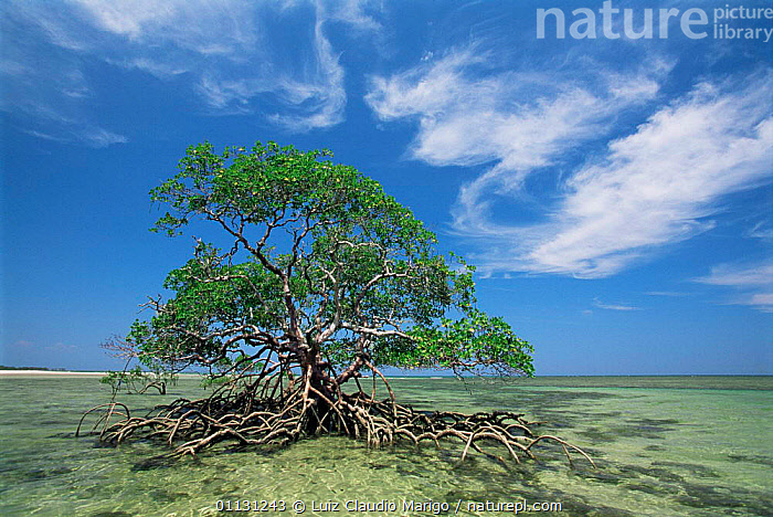 Stock photo of Red mangrove tree {Rhizophora mangle} with roots exposed ...