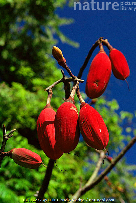 Stock photo of Fruits of Munguba tree {Pseudobombax munguba} flooded ...