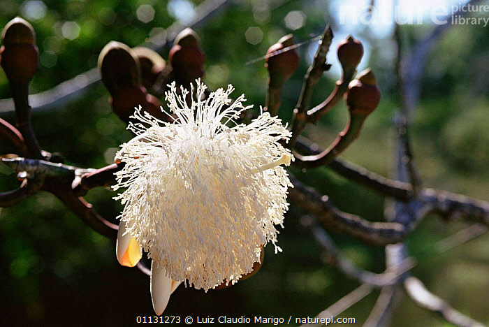 Stock photo of Flower of Munguba tree {Pseudobombax munguba} flooded ...