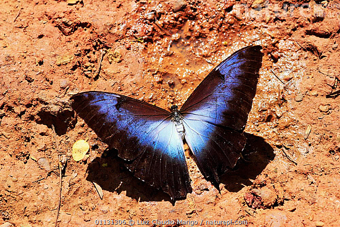 Stock photo of Morpho butterfly {Morpho hecuba cisseis} Amazonia ...