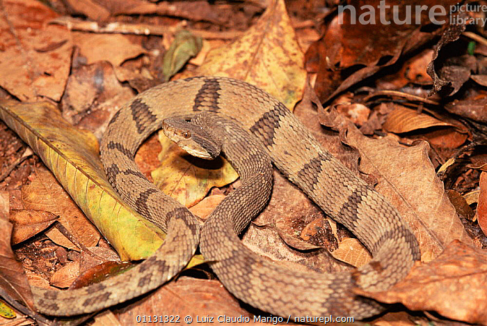 Stock photo of Jararaca snake {Bothrops jararaca} Brazil. Available for ...