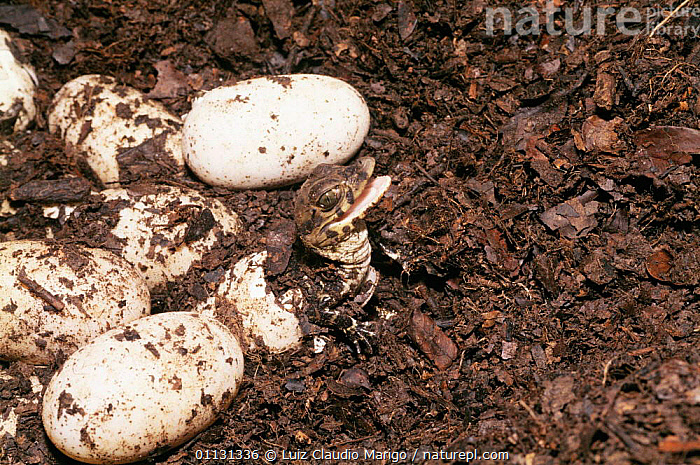 Stock photo of Black caiman hatching {Caiman niger} Mamiraua reserve ...
