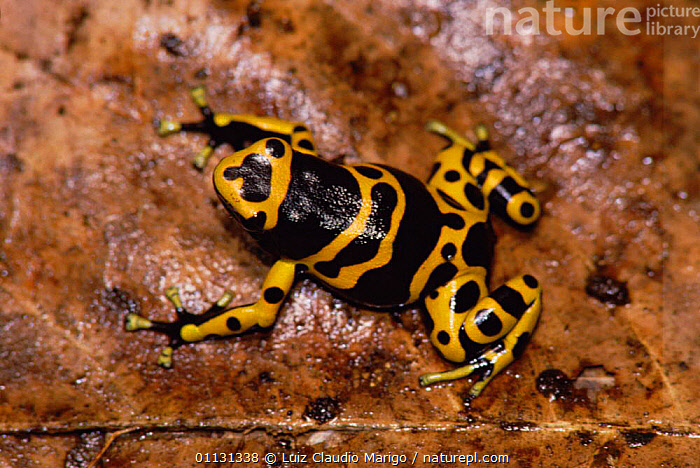 Yellow Poison Arrow Frog