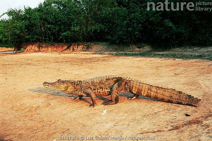 Stock photo of Spectacled caiman beside river {Caiman crocodilus ...