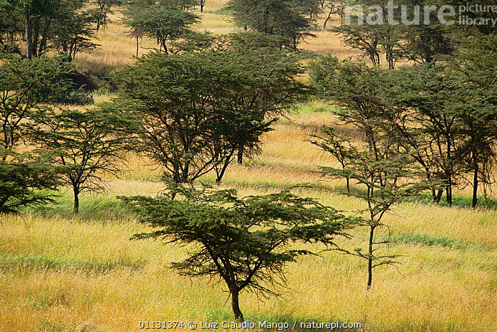 Stock photo of Woodland of Red thorn trees {Acacia gerrardii} Masai ...