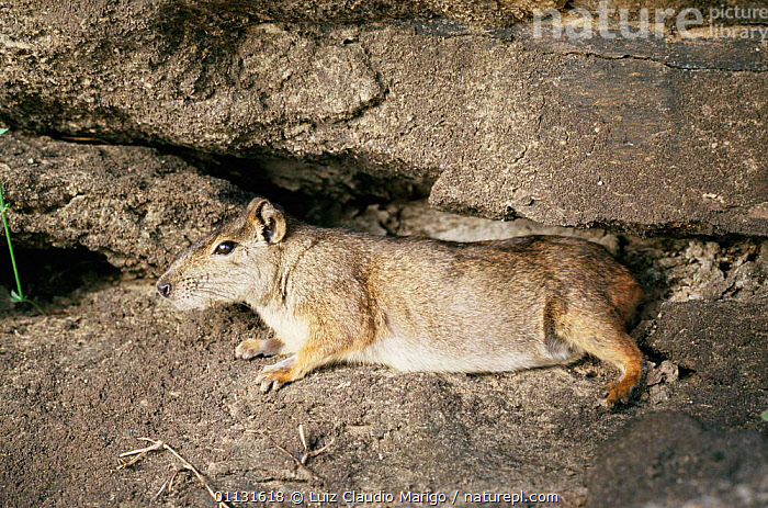 Stock photo of Rock cavy / Moco {Kerodon rupestris} Caatinga, Brazil ...