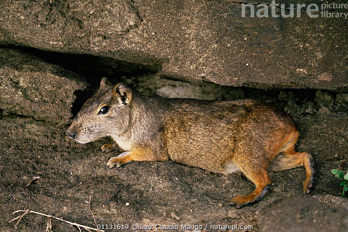 Stock photo of Rock cavy / Moco {Kerodon rupestris} Caatinga, Brazil ...