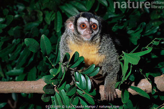 Stock photo of Night monkey / Douroucouli {Aotus trivirgatus ...