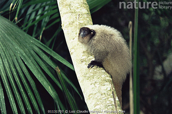 Stock photo of Masked titi monkey {Callicebus nigrifrons} atlantic ...