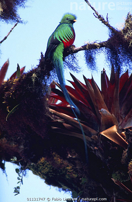 Stock photo of Resplendent quetzal {Pharomachrus mocinno} Talamanca mts ...