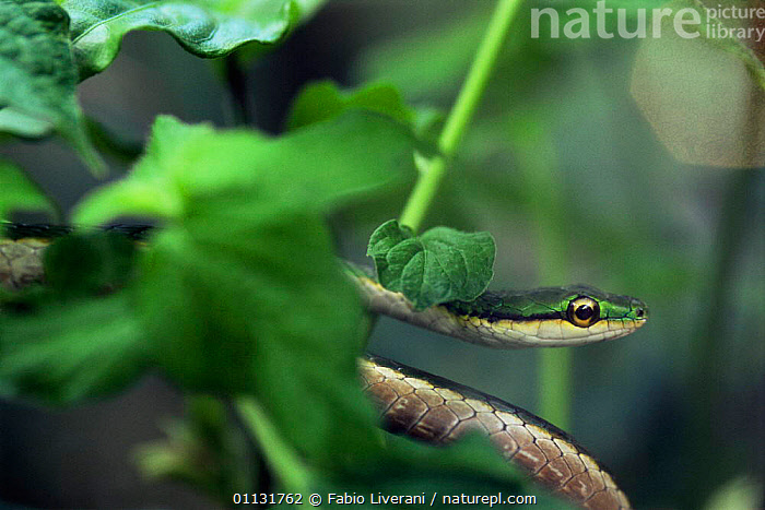 Stock photo of Parrot snake {Leptophis mexicana} Costa Rica. Available ...