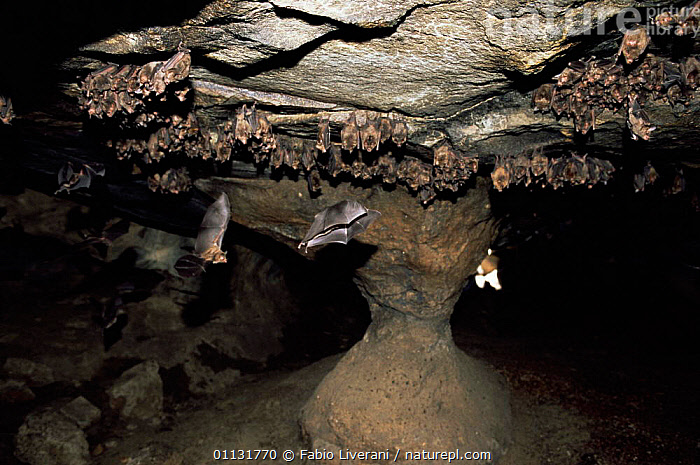 Stock photo of Bats roosting in cave, Santa Rosa NP. Guanacaste, Costa ...