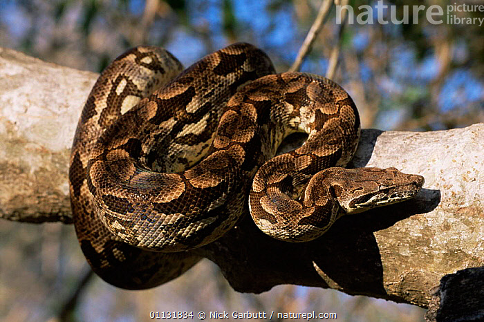 Stock photo of Dumeril's ground boa {Acrantophis dumerili} Ifaty spiny ...