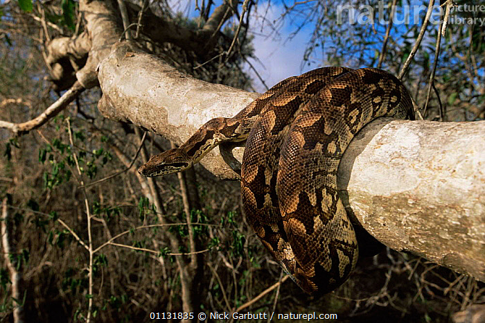 Stock photo of Dumeril's ground boa {Acrantophis dumerili} Ifaty spiny ...