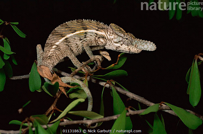 Stock photo of Rhinoceros chameleon {Furcifer rhinoceratus} male ...