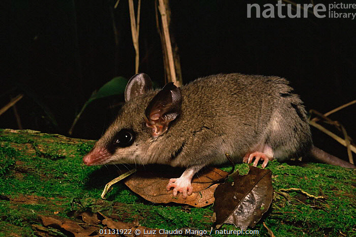 Stock photo of Opossum mouse {Marmosa incana} atlantic rainforest, E ...