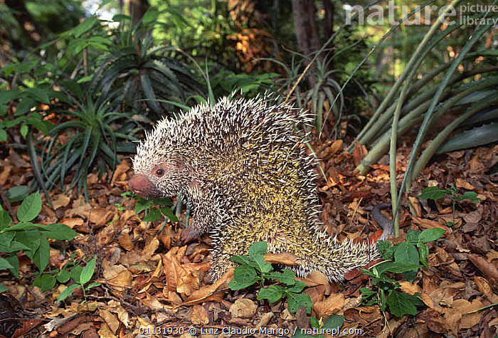 Stock photo of Prehensile tailed porcupine / Coendu {Coendou ...