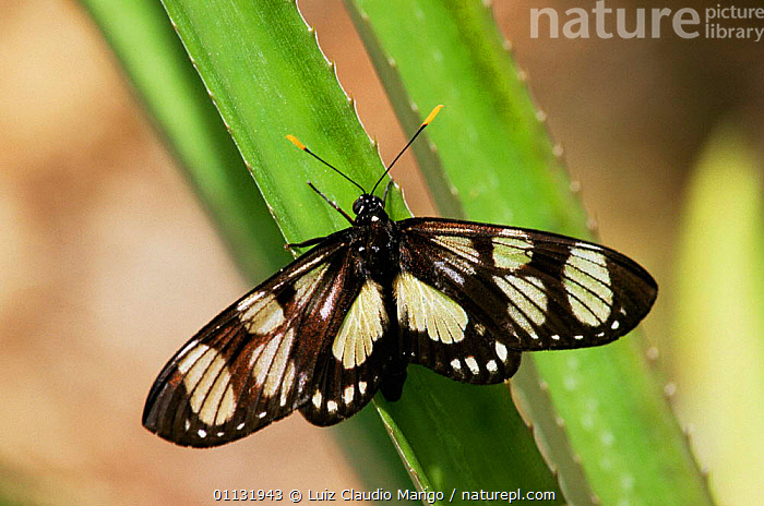 Stock photo of Giant sugar cane borer moth {Castnia licus} on pineapple ...