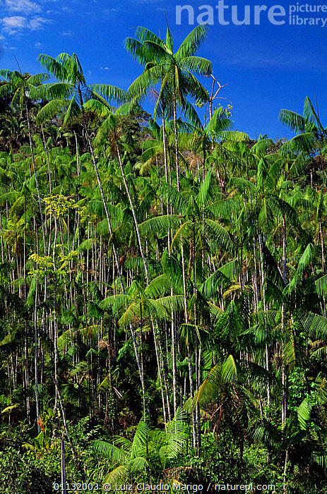 Stock photo of Acai palm trees {Euterpe oleracea} Brazil. Available for ...