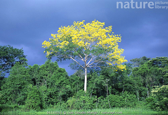 Stock photo of Paricarana tree in flower {Pithecellobium corymbosum ...