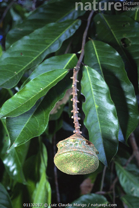 Stock photo of Fruit of {Eschweilera albiflora} tree (food of White ...