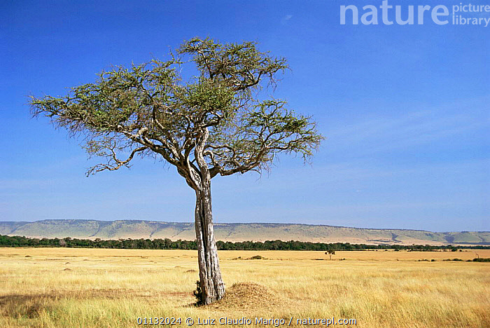 Stock photo of Desert date tree {Balanites aegytiaca} Masai mara GR ...