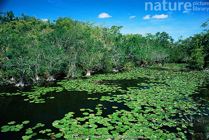 Stock photo of Lanier swamp, habitat of Cuban crocodile, Cuba ...