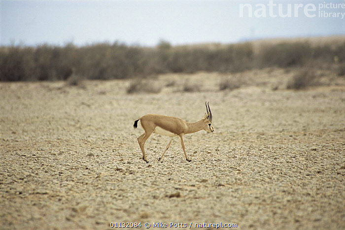 Stock photo of Arabian gazelle {Gazella gazella arabica} Hawar Is ...