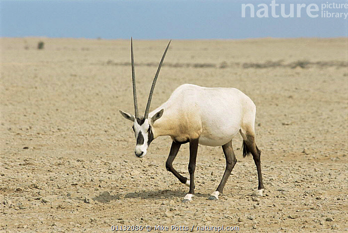 Stock photo of Arabian oryx {Oryx leucoryx} Hawar Is, Bahrain ...