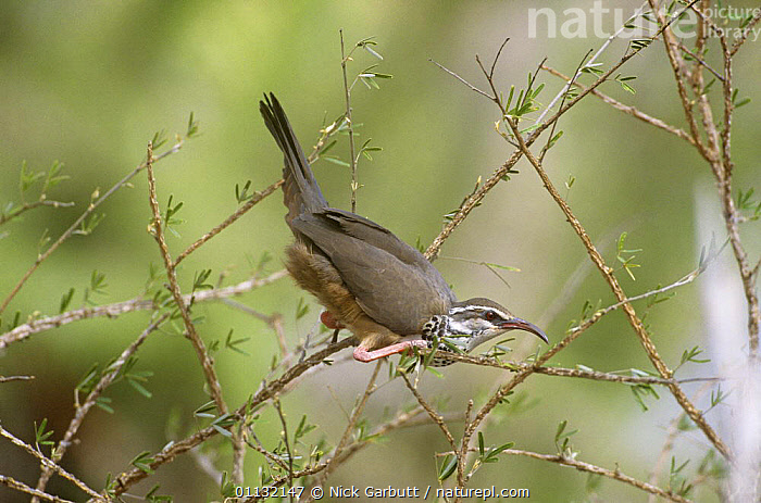 Stock photo of Sub-desert mesite {Monias benschi} in startled defence ...