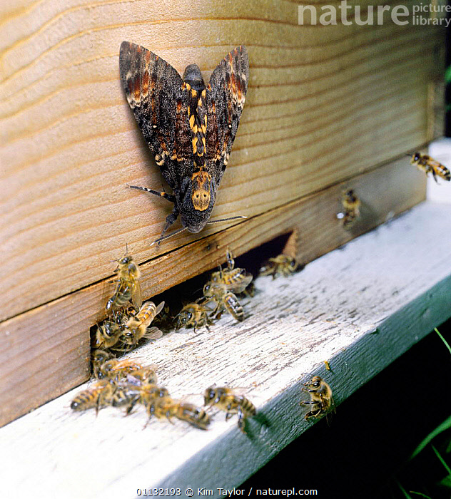Stock photo of Death's head hawk moth at entrance to bee hive. Namibia ...