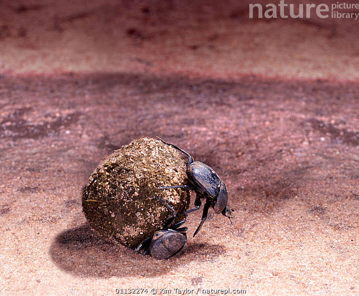 Stock photo of Pair of dung beetles (unidentified) rolling a ball of ...