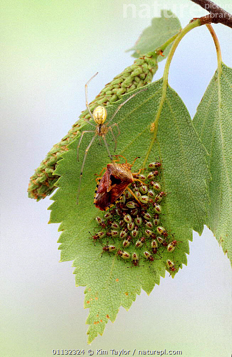 Stock photo of Parent Bug (Elasmucha grisea) female protects her nymphs ...