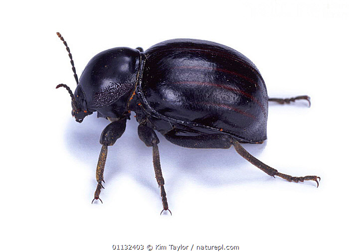Stock photo of Striped Toktokkie Beetle (Psammodes striatus). South ...