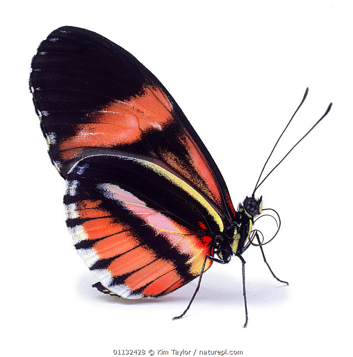 Stock photo of Heliconius Butterfly (Heliconius species) captive ...