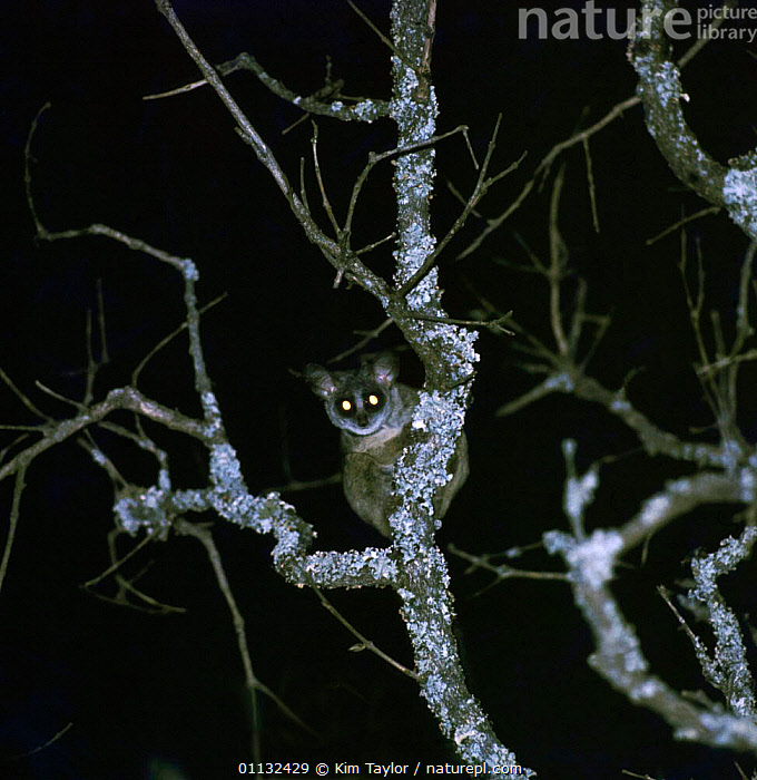 Stock photo of Senegal / Northern lesser Bushbaby (Galago senegalensis ...