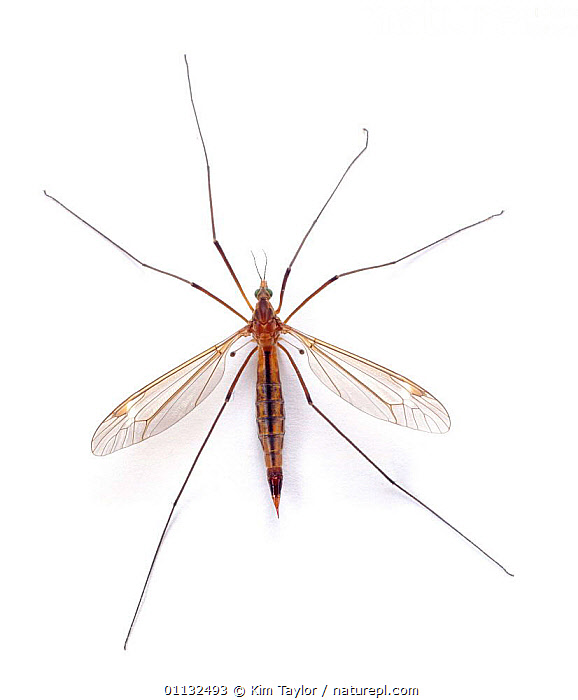 Stock photo of Crane Fly (Tipula paludosa) female, UK. Captive ...