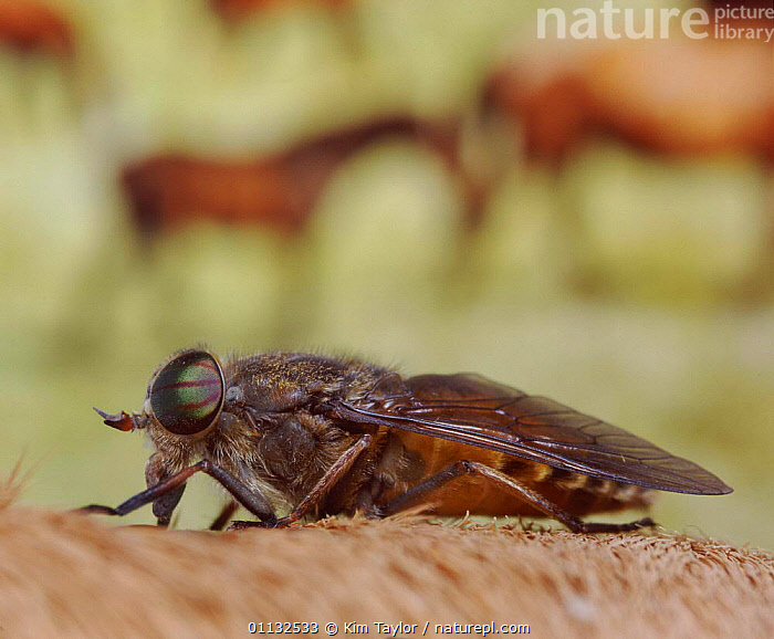 Stock photo of Horse Fly (Tabanus distinguendus) female about to bite ...