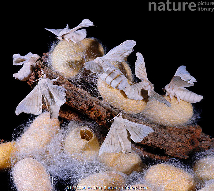 Stock photo of Mulberry Silk Moths (Bombyx mori) emerging from their ...