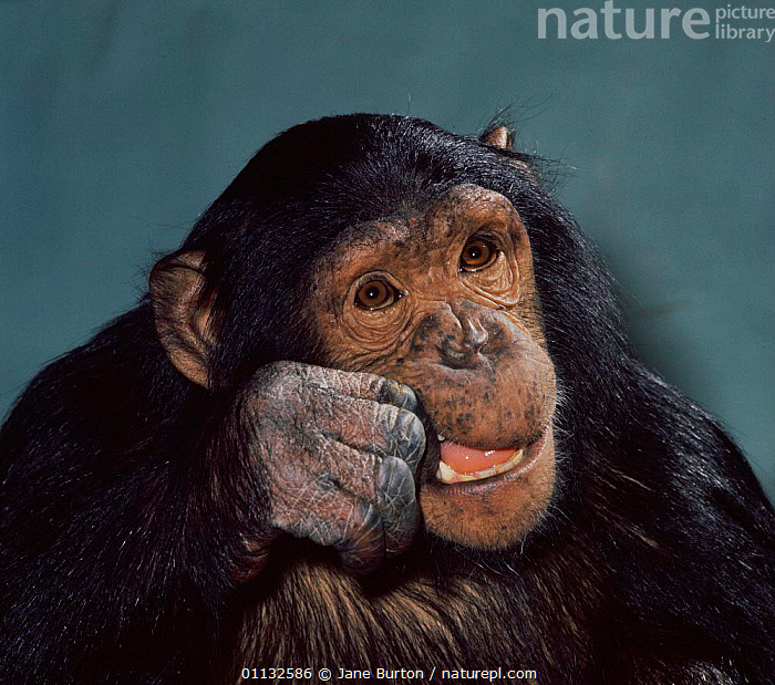 Stock photo of Chimpanzee chewing (Pan troglodytes) captive. Available ...