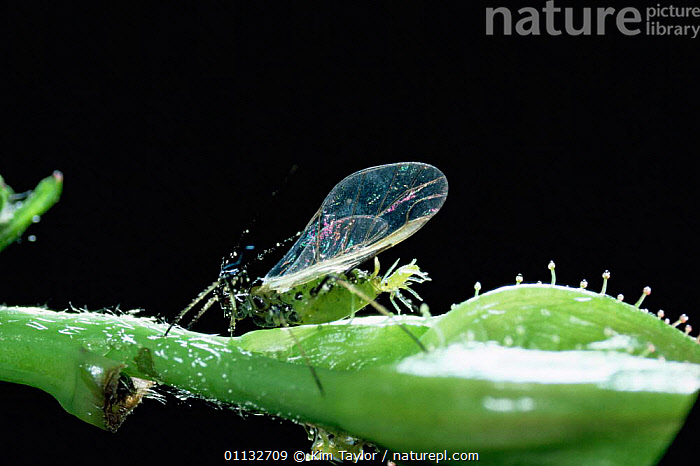Stock photo of Winged female aphid {Aphididae} giving birth to young ...