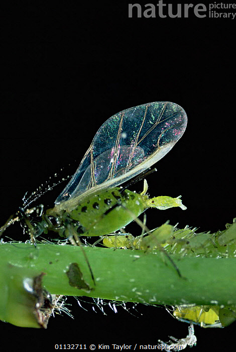 Stock photo of Winged female aphid {Aphididae} giving birth to young ...