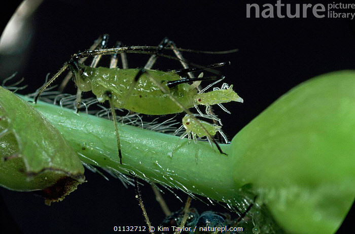 Stock photo of Female aphid {Aphididae} giving birth to young, UK ...